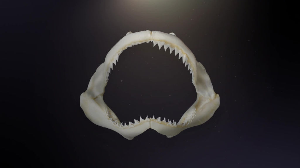 Sharkfest - Trailer - National Geographic for everyone in everywhere