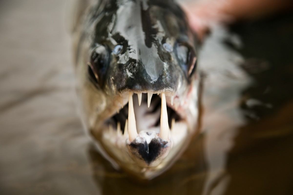 Monster Fish - National Geographic - For everyone in everywhere