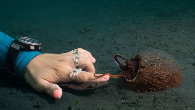 Secrets of the Octopus - National Geographic for everyone in everywhere