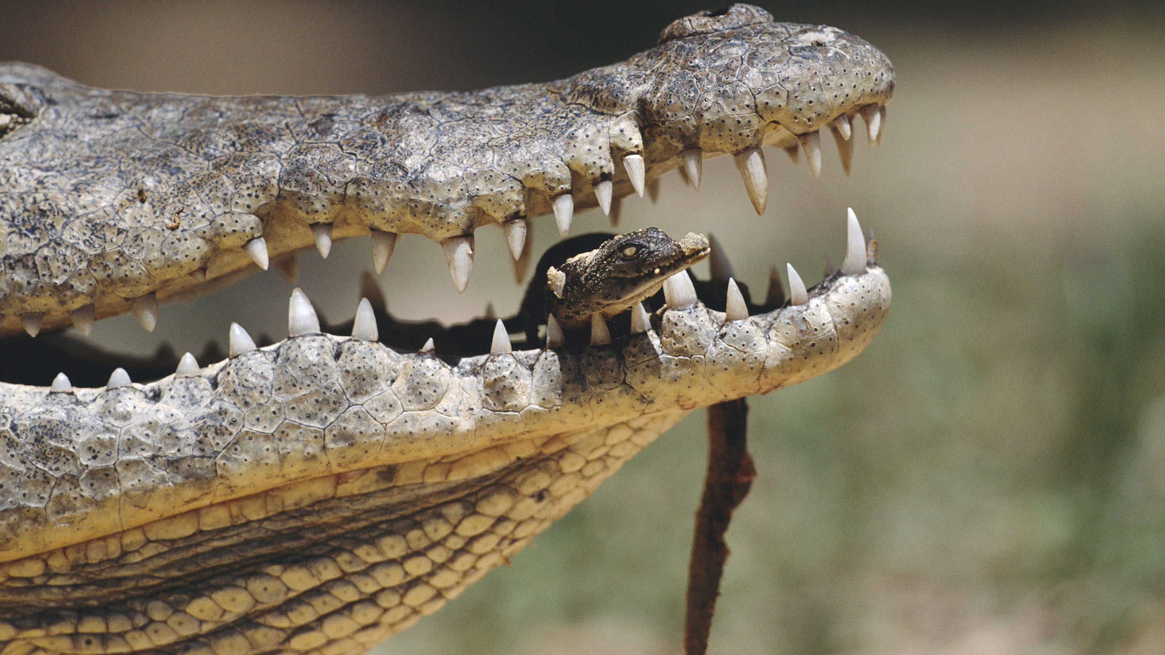 Predator V Prey - National Geographic for everyone in everywhere