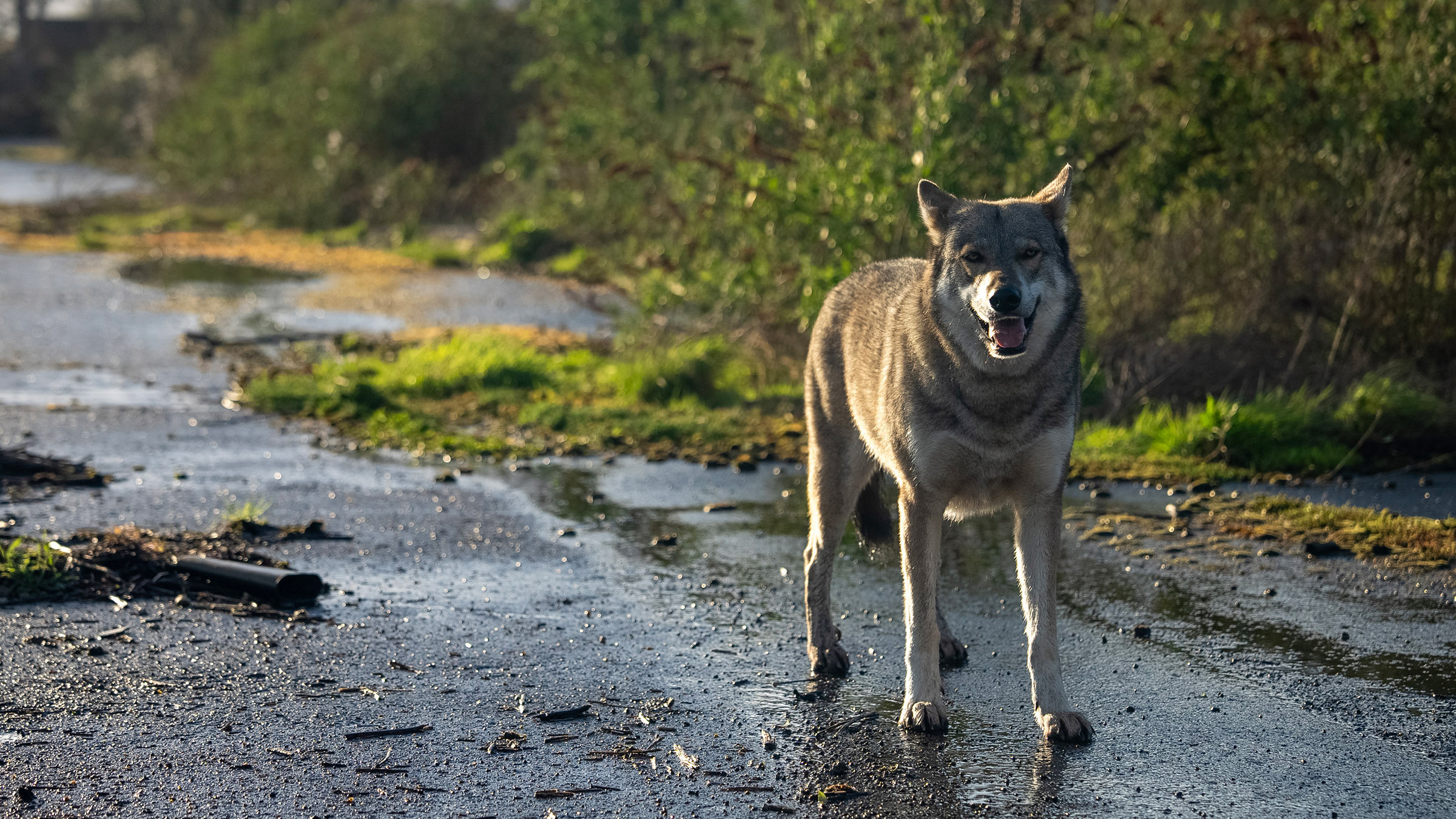 Zombie Animals - National Geographic for everyone in everywhere
