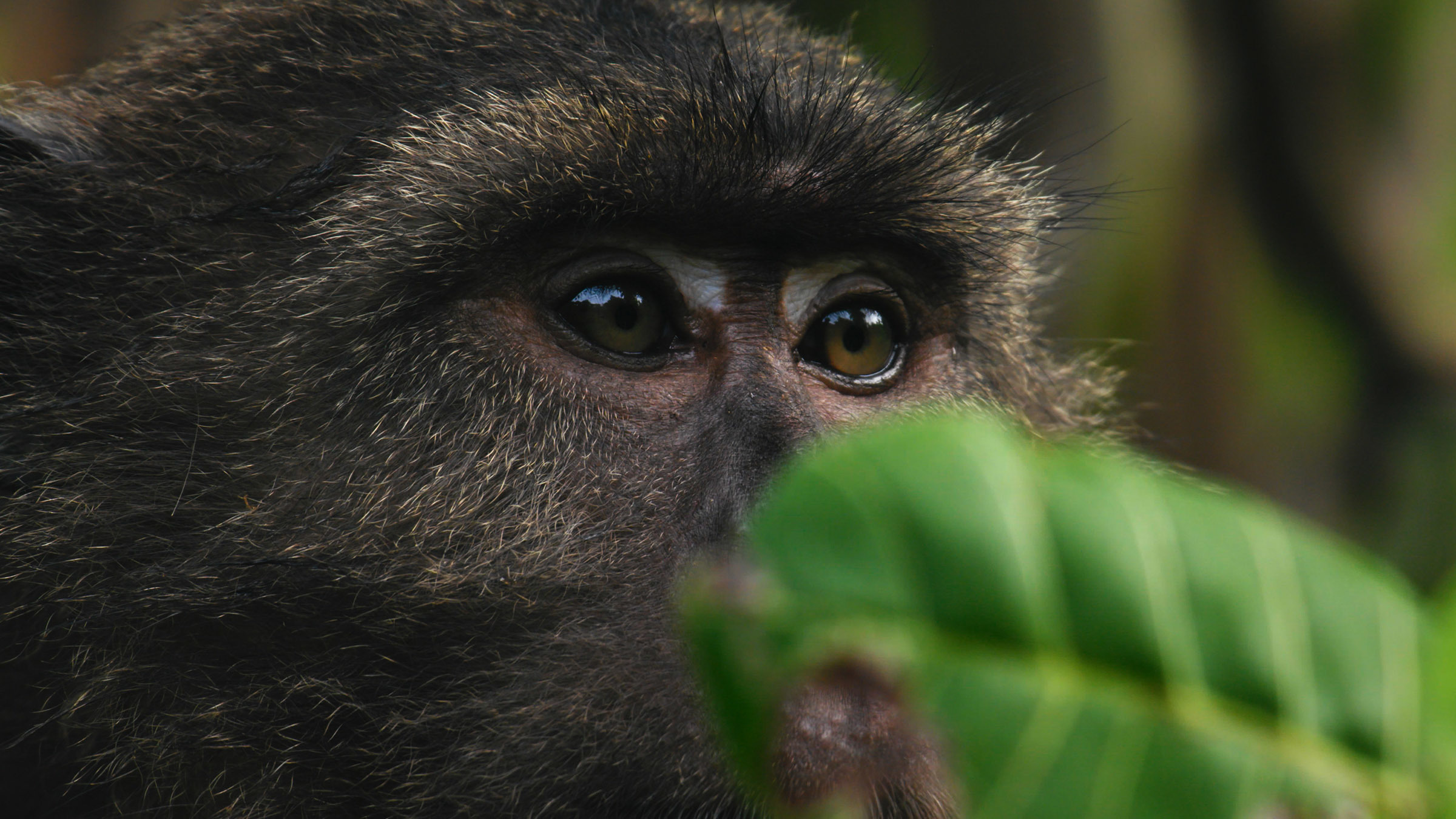 Nicobar Islands: A Monkey's Long Tale - National Geographic er for alle ...