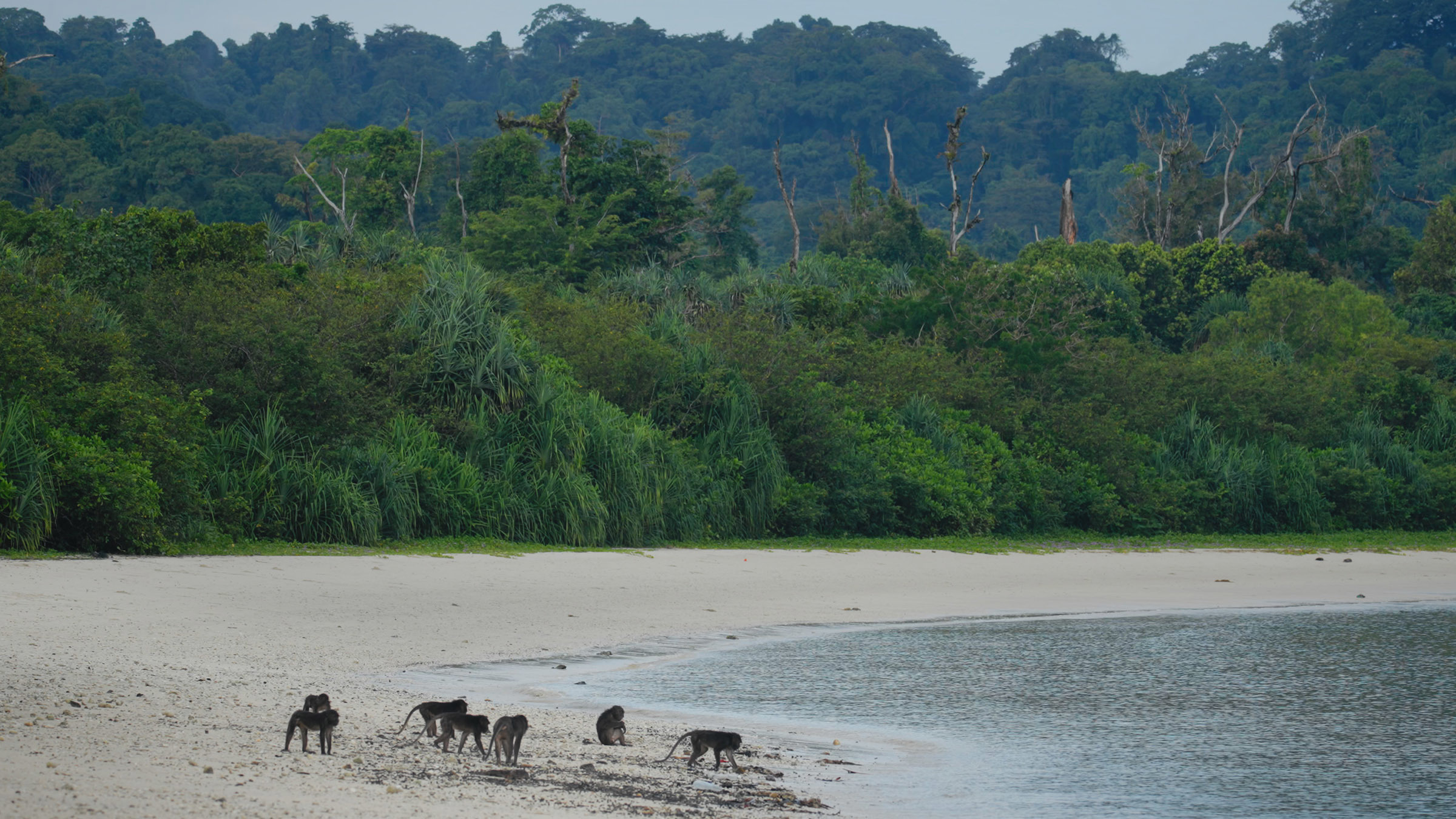 Nicobar Islands: A Monkey's Long Tale - HEM - Den officiella hemsidan ...