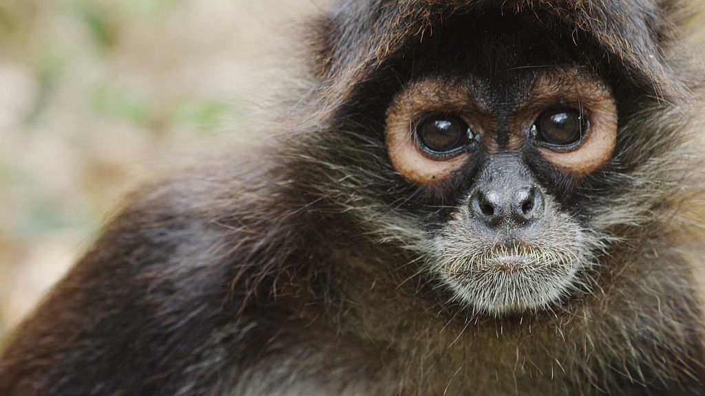 Return Of The Spider Monkeys - National Geographic - For everyone in ...