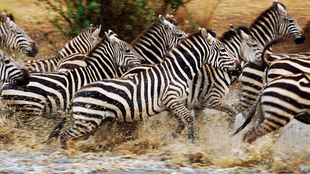 Great Migrations - National Geographic for everyone in everywhere