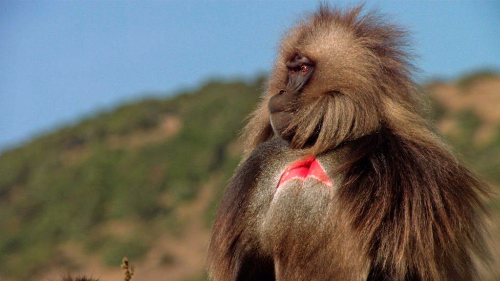 King Of The Mountain Baboons - National Geographic - For everyone in ...