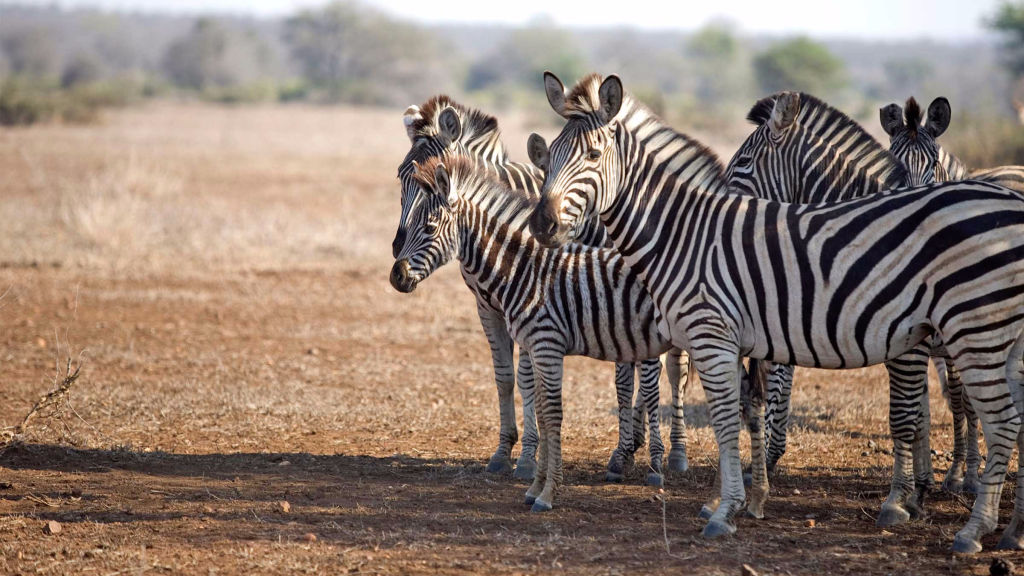 Safari Live - National Geographic - For everyone in everywhere