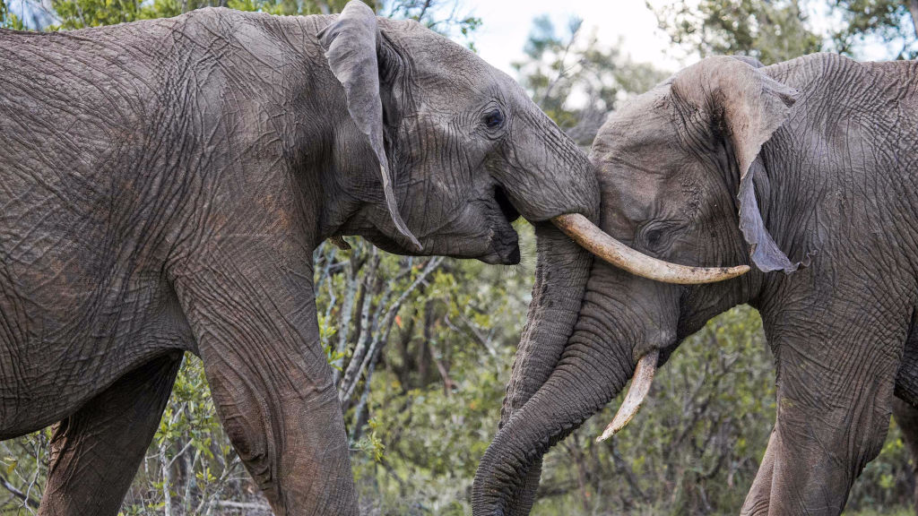 An Elephant's World - National Geographic for everyone in everywhere