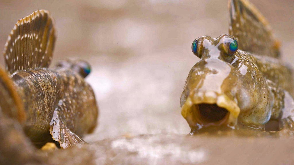 Incredible Fish - National Geographic for everyone in everywhere