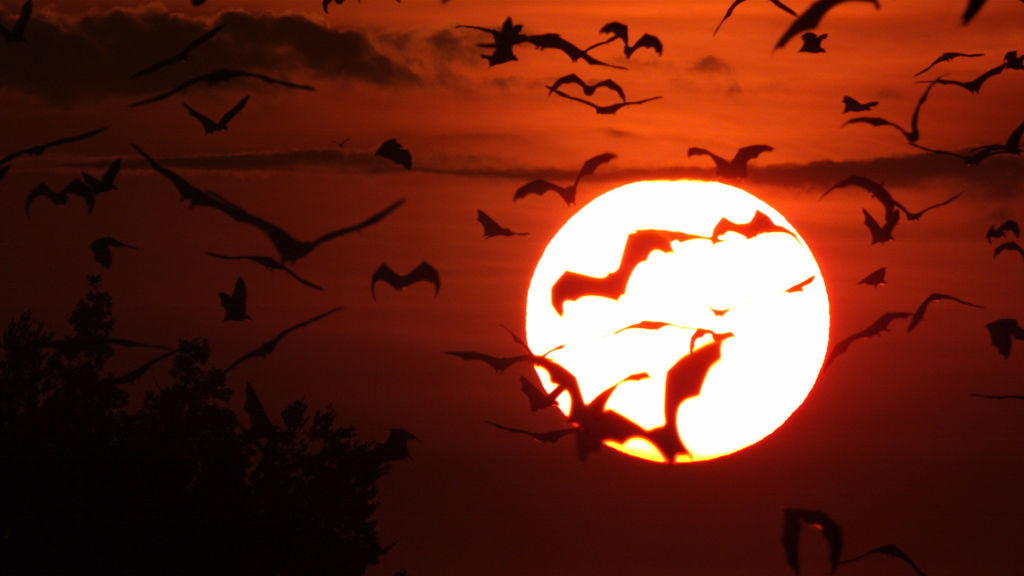 Incredible Bats - National Geographic for everyone in everywhere