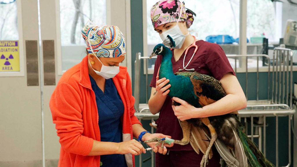 Animal ER - National Geographic - For everyone in everywhere