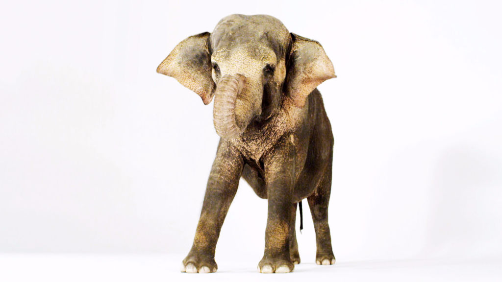 Everything You Didn't Know About Animals - National Geographic - For ...