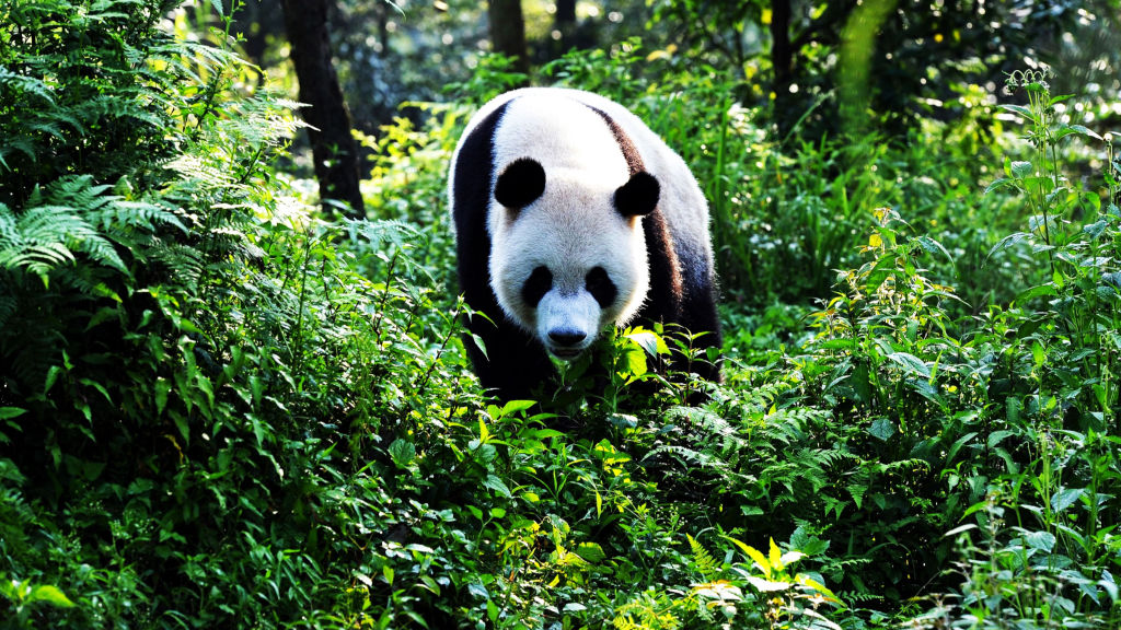 Giant Pandas - National Geographic for everyone in everywhere