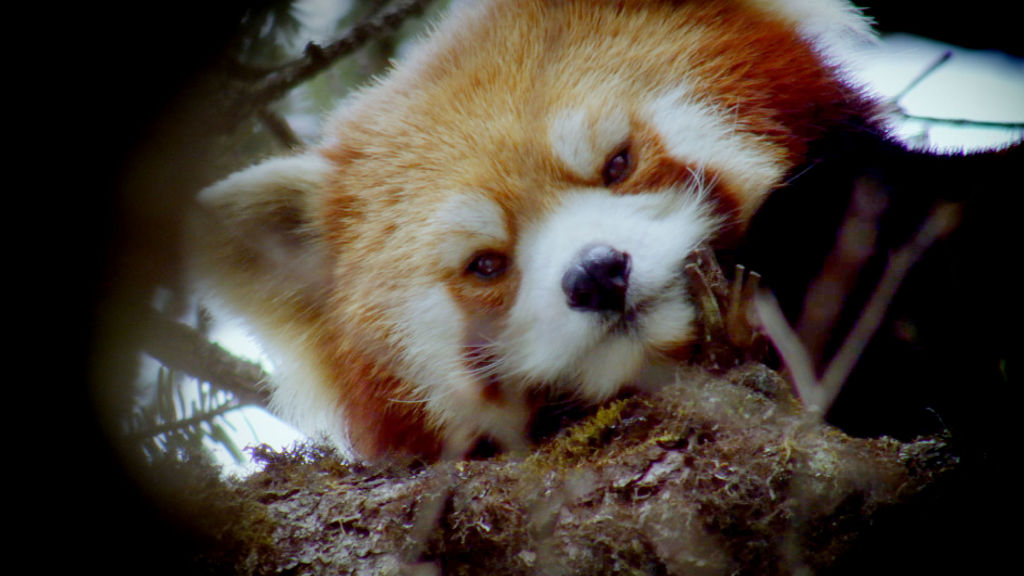 Secrets of The Wild - National Geographic for everyone in everywhere