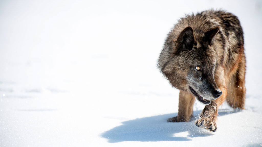 Wild Yellowstone: She Wolf - National Geographic for everyone in everywhere