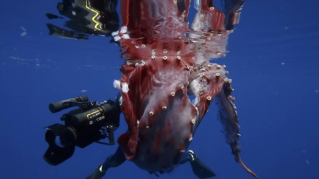 Hunt for the Giant Squid - National Geographic for everyone in everywhere