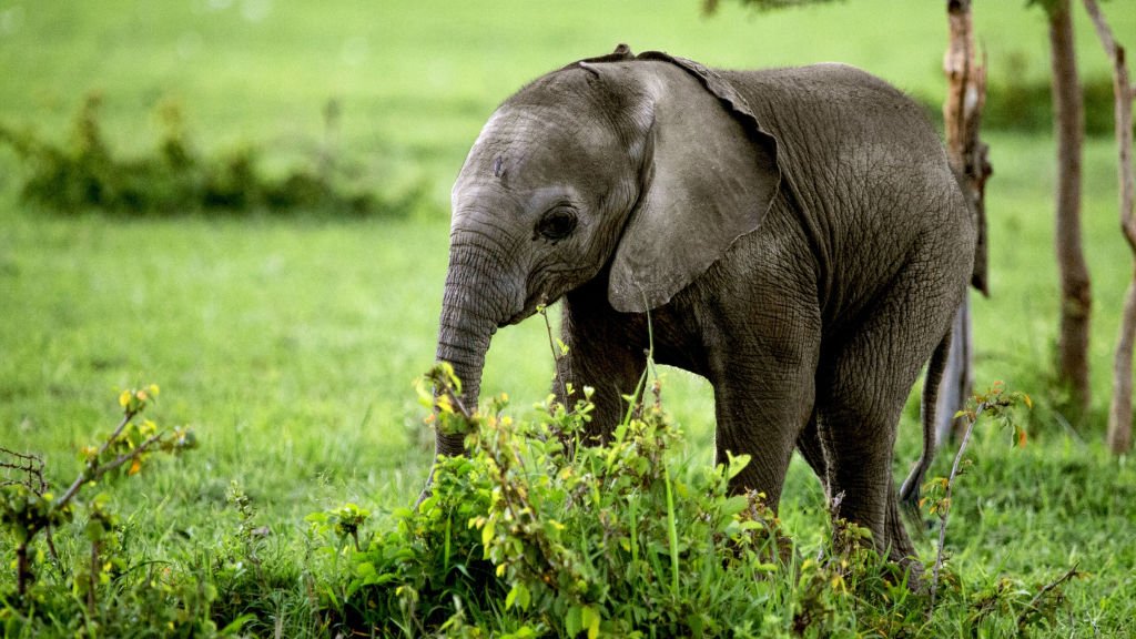 Micul gigant - National Geographic pentru toți oriunde