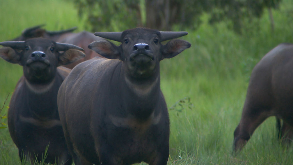 72 Dangerous Animals Australia - National Geographic for everyone in ...