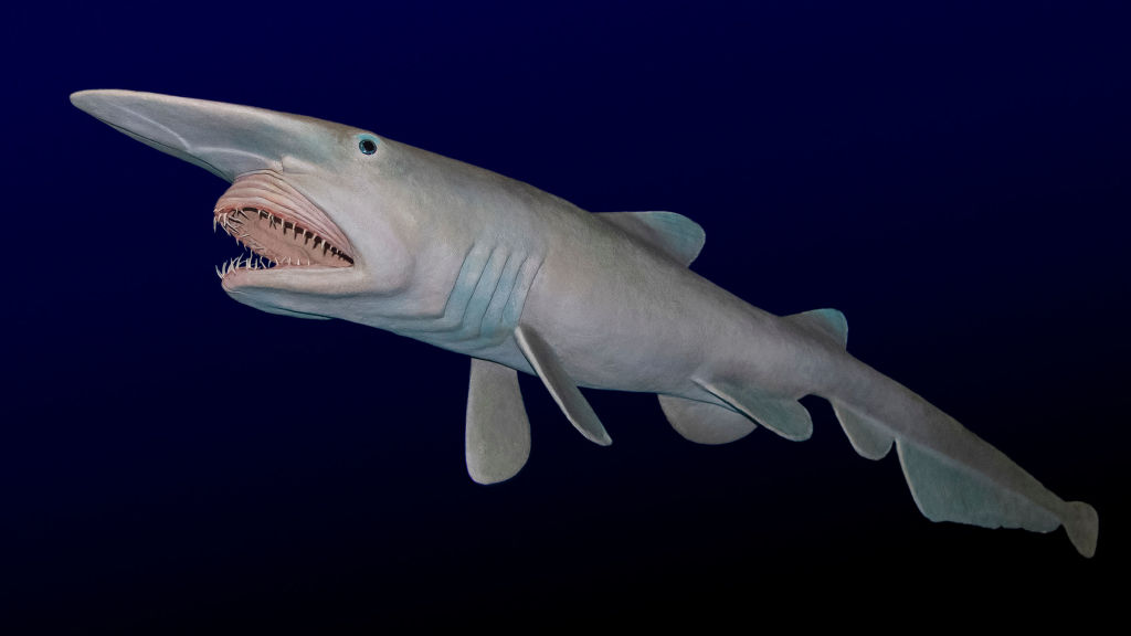 What The Shark? - National Geographic - De beste films en programma´s ...
