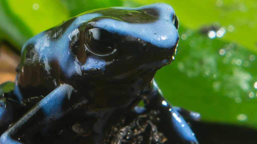 Monster Frog - National Geographic for everyone in everywhere