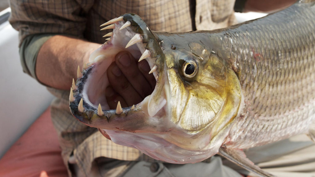 Monster Fish Of The Congo - National Geographic - For everyone in ...