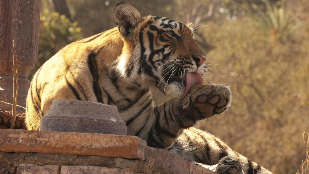 Tiger Queen - National Geographic for everyone in everywhere