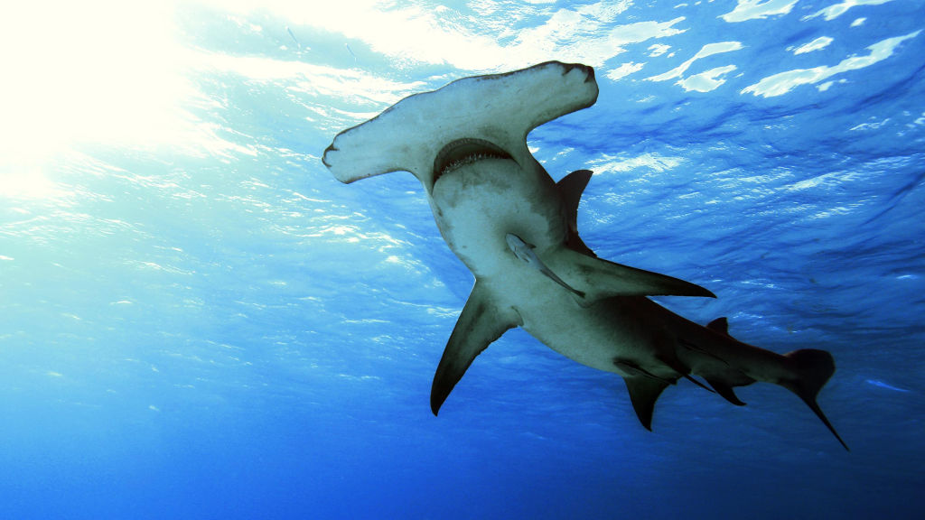 Hunting The Hammerhead - National Geographic for everyone in everywhere