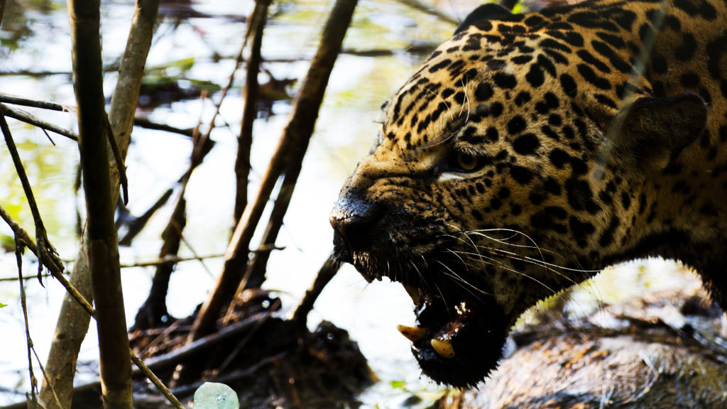 Wild Colombia - National Geographic for everyone in everywhere