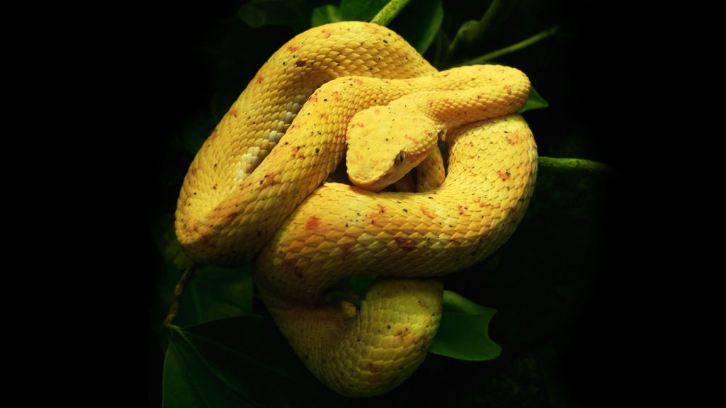 World's Deadliest Snakes - National Geographic for everyone in everywhere