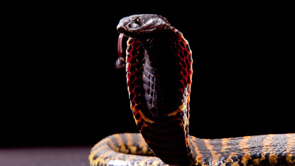 Cobra Mafia - National Geographic pentru toți oriunde