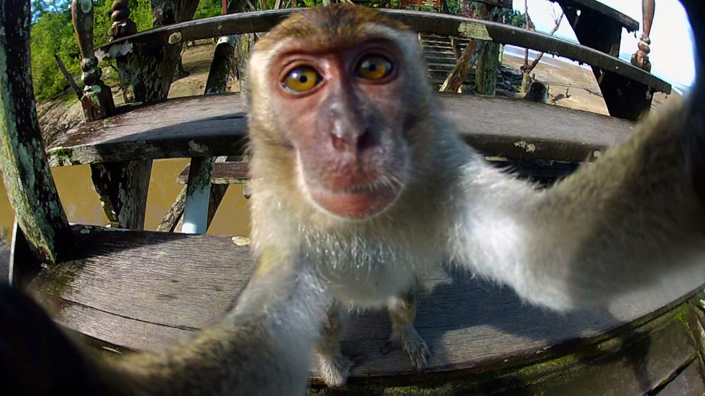 Amazing Animal Selfies - National Geographic for everyone in everywhere