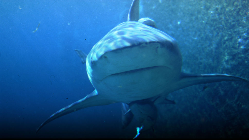 Shark Alley - National Geographic - For everyone in everywhere