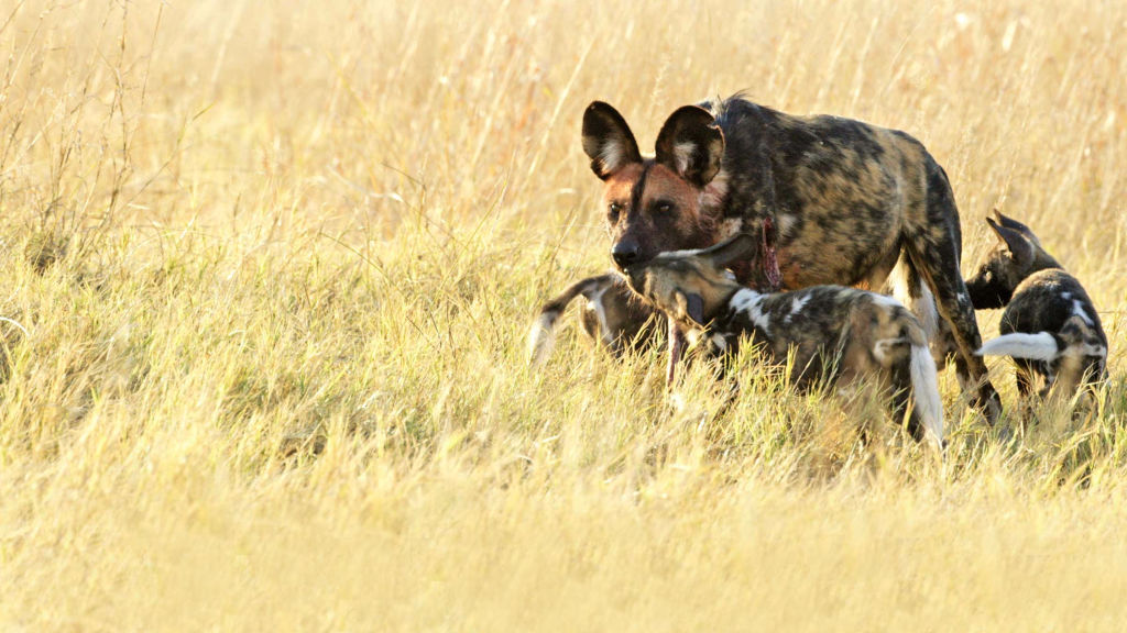 Ultimate Rivals: Cats vs Dogs - National Geographic for everyone in ...