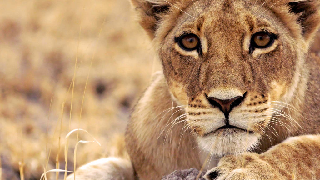 Storm Cats - National Geographic for everyone in everywhere