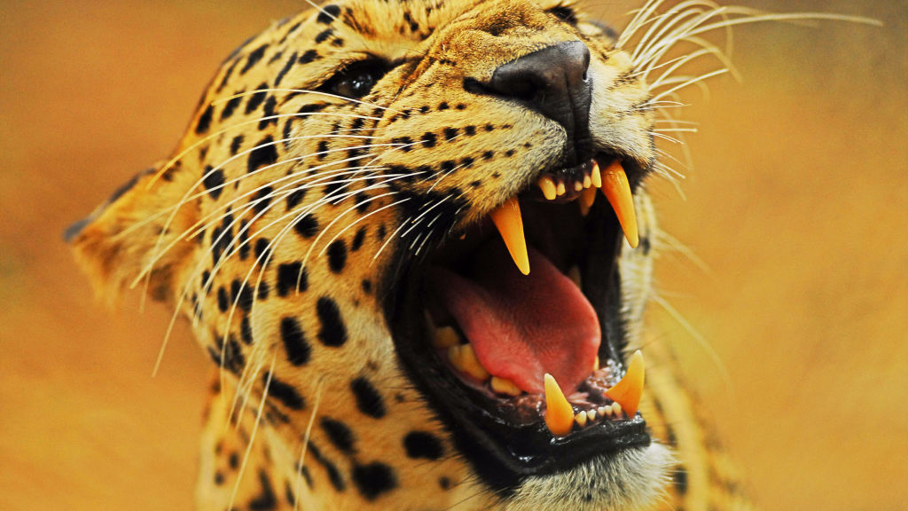 Attack of the Big Cats - National Geographic for everyone in everywhere