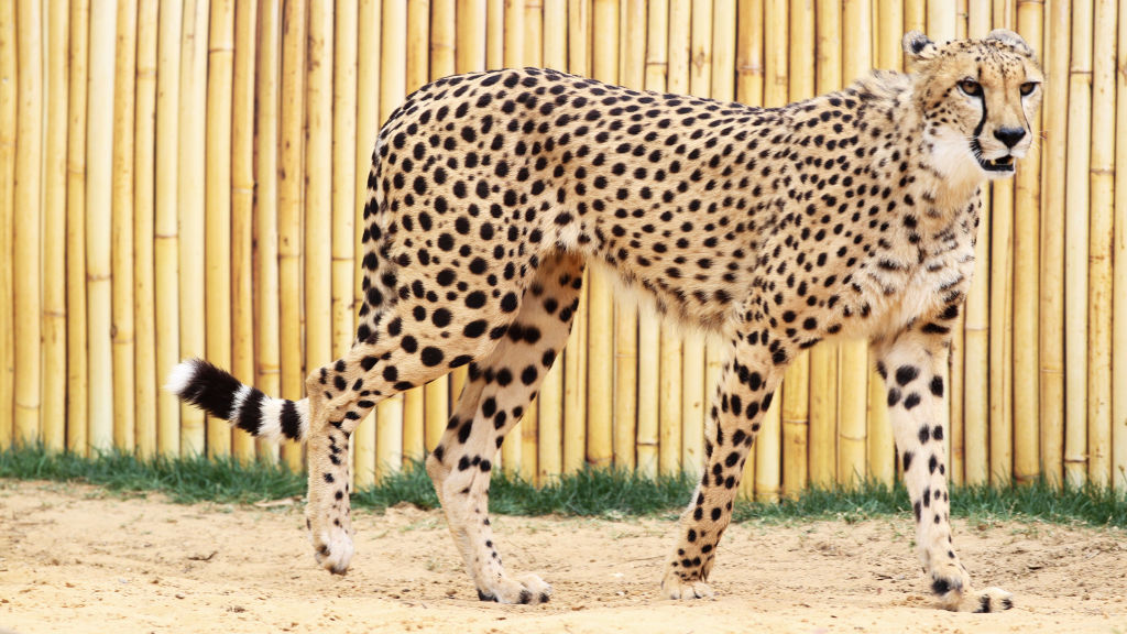 Man Vs Cheetah - National Geographic - For everyone in everywhere