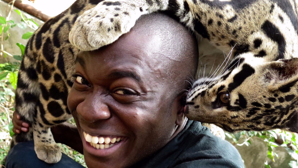 Big Cats: An Amazing Animal Family - National Geographic for everyone ...