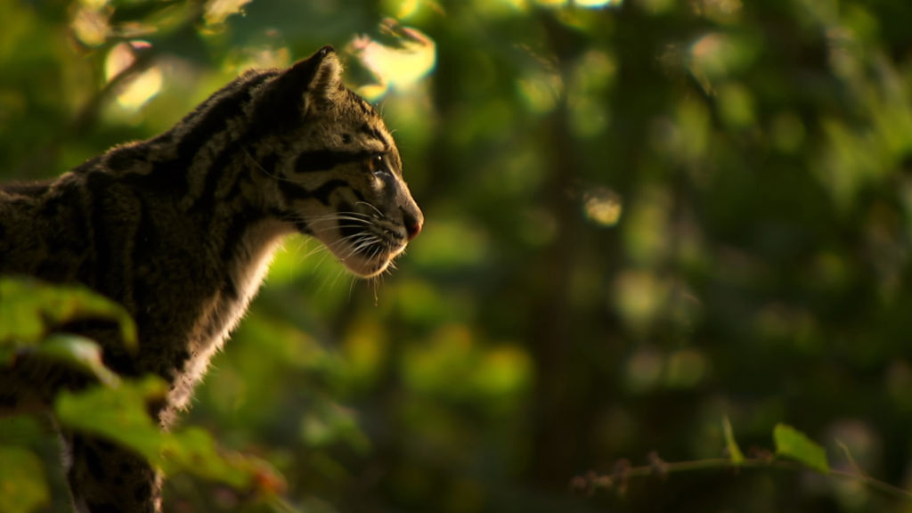 India's Wild Leopards - National Geographic - De beste films en ...