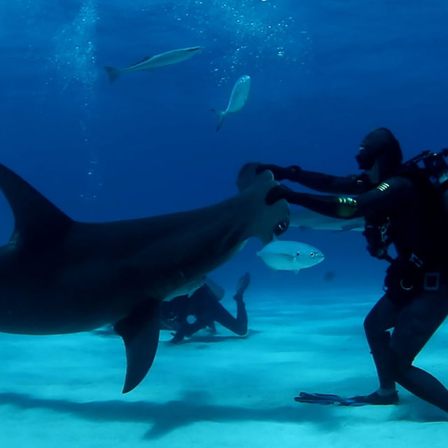 Most Wanted Sharks - National Geographic - De beste films en programma ...
