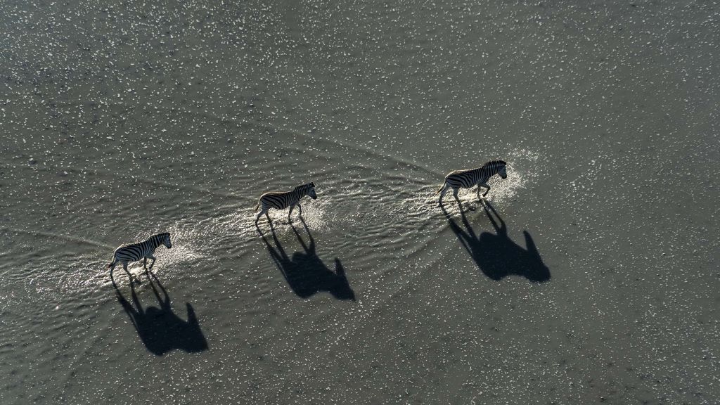 Okavango: Reka snova - Naslovna - National Geographic