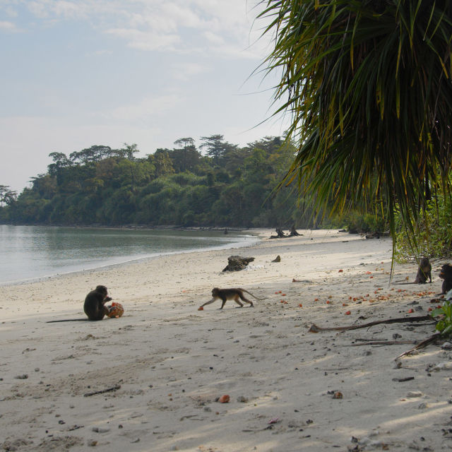 Nicobar Islands: A Monkey's Long Tale - HEM - Den officiella hemsidan ...