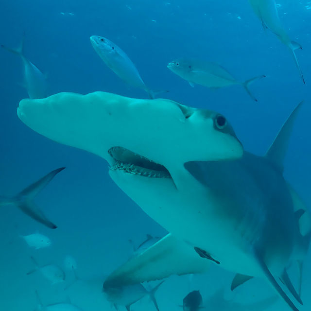 Bull Shark vs. Hammerhead - National Geographic - For everyone in ...