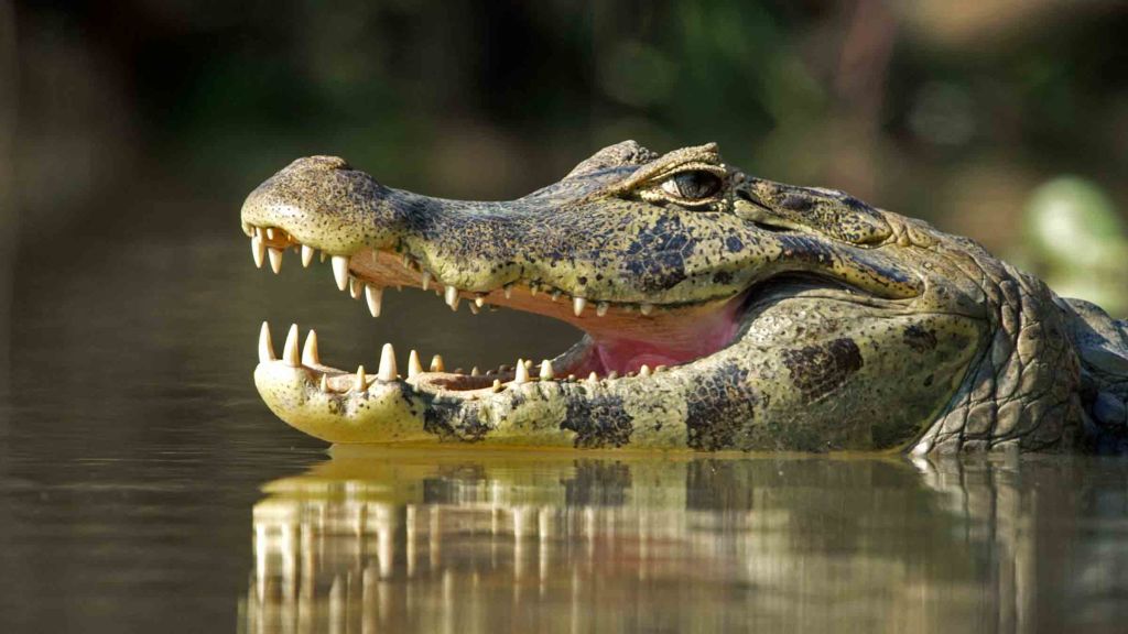 Jaguars vs. Crocs - National Geographic - For everyone in everywhere