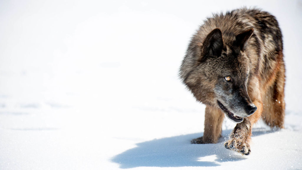Wild Yellowstone: She Wolf - National Geographic - For everyone in ...