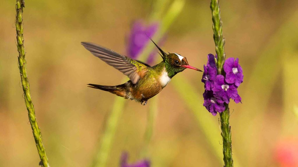 The Hummingbird Effect - National Geographic - For everyone in everywhere