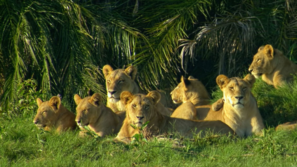 Relentless Enemies (Revealed) - National Geographic - For everyone in ...