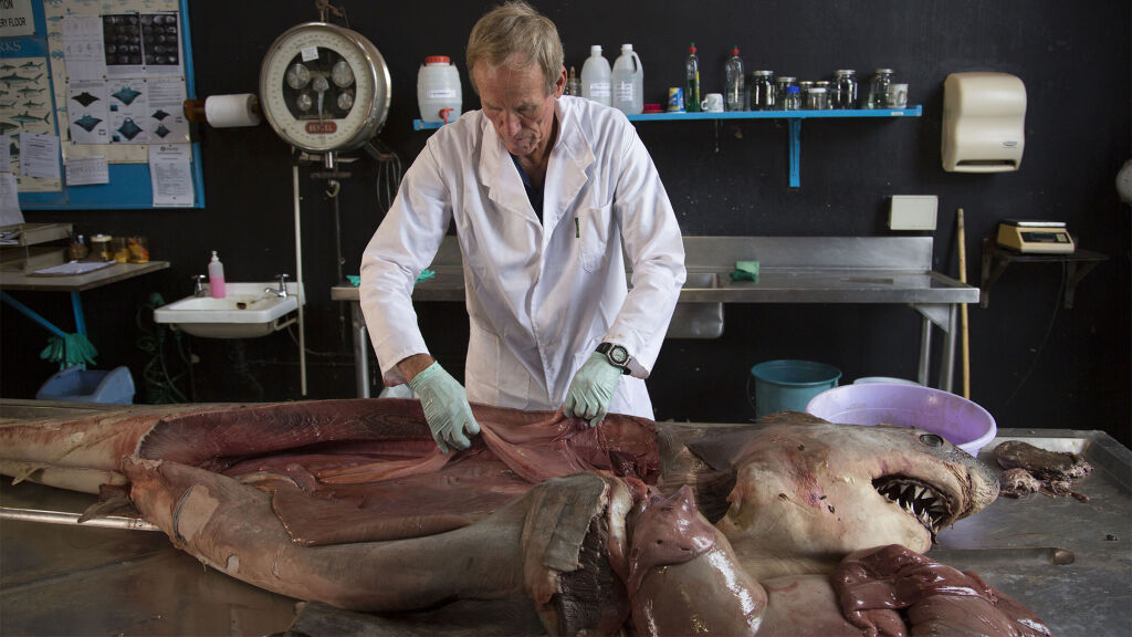 Cannibal Sharks - National Geographic - For everyone in everywhere