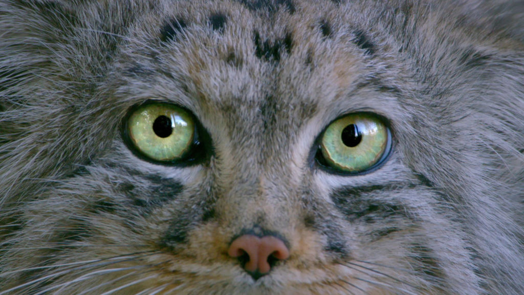 Wild Cats Of India - National Geographic - For everyone in everywhere