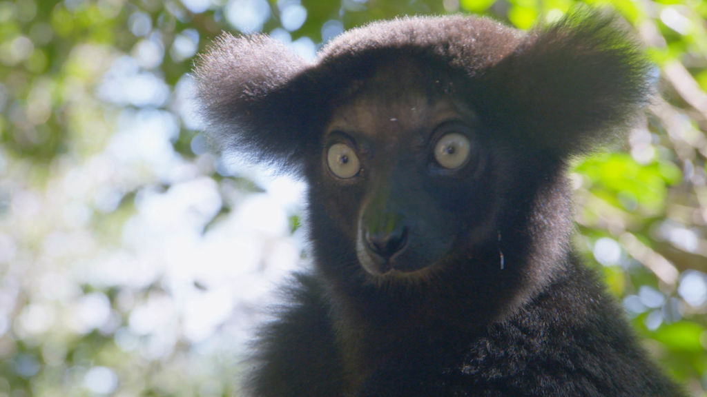 Madagascar's Weirdest - National Geographic - For everyone in everywhere