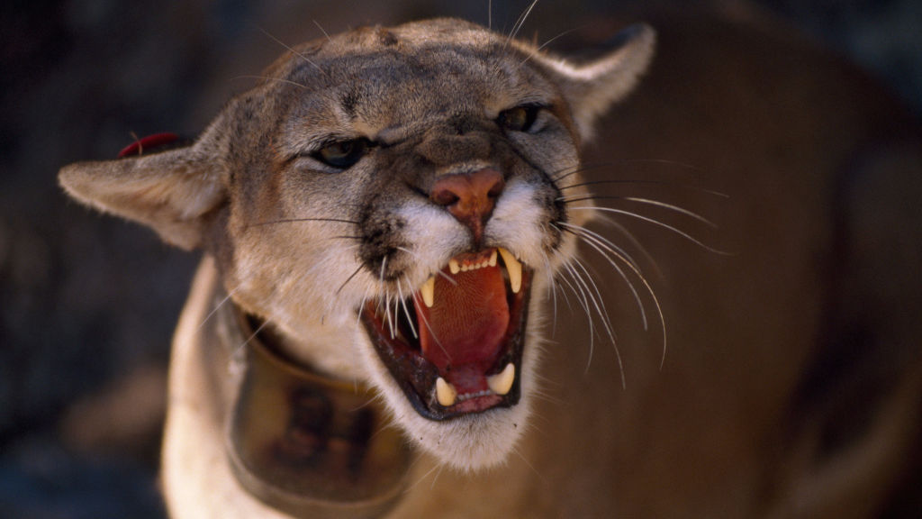World's Deadliest Animals - National Geographic - For everyone in ...